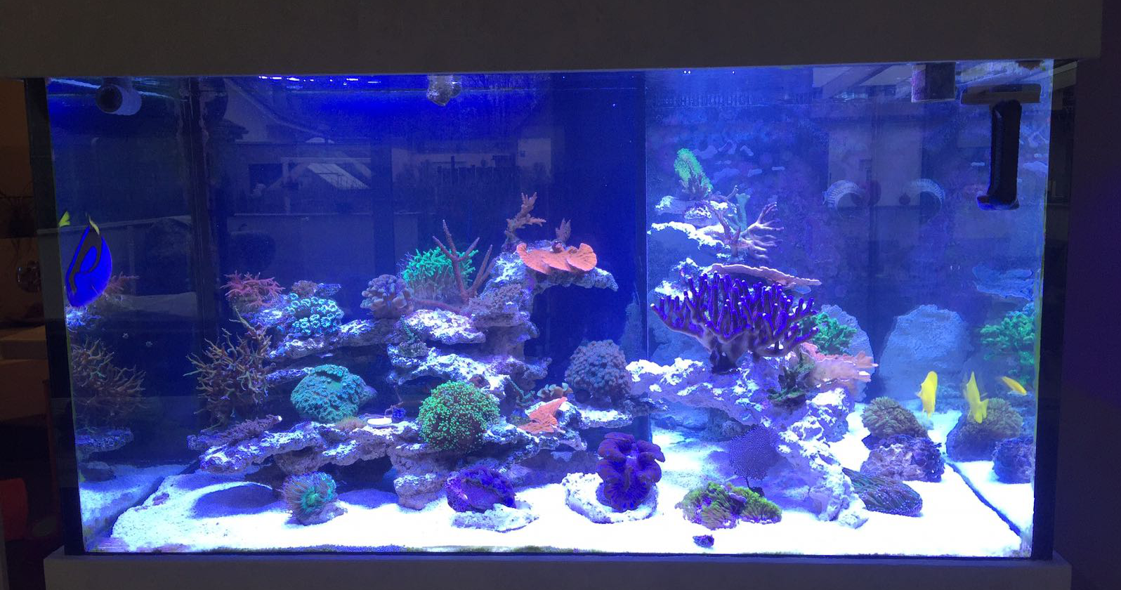Meerwasser Aquarien